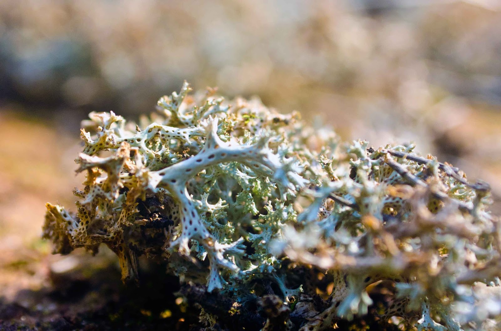 Welcome to Matong! | Red Earth Ecology